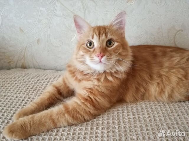 Шикарный рыжий котенок в дар. Мальчик 6 мес