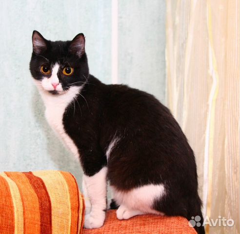 Лаврик, кот компаньон