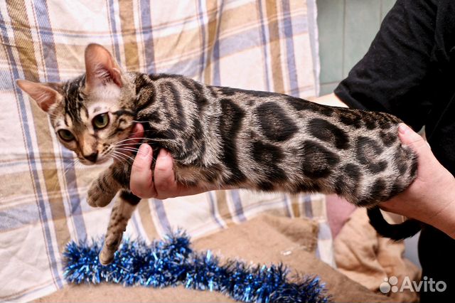 Подугленная кошка в совладение