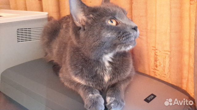 Британская кошечка с черепаховым окрасом