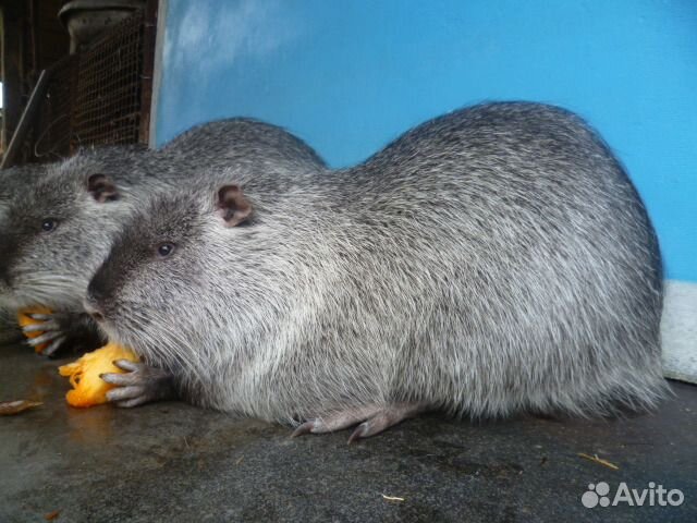 Нутрии.Настоящее серебро.Крупные