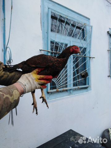 Бойцовые Куры Дакан,Шамо