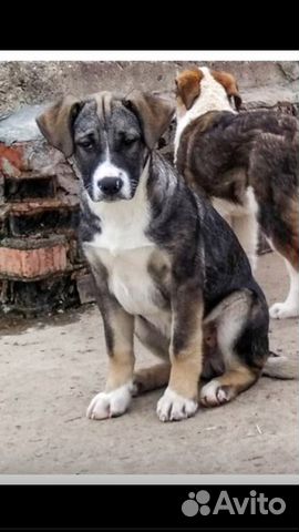 Щенки метисы мастифа,московской сторожевой