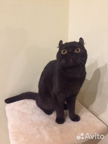 Манчкин кинкалау (американский керл)