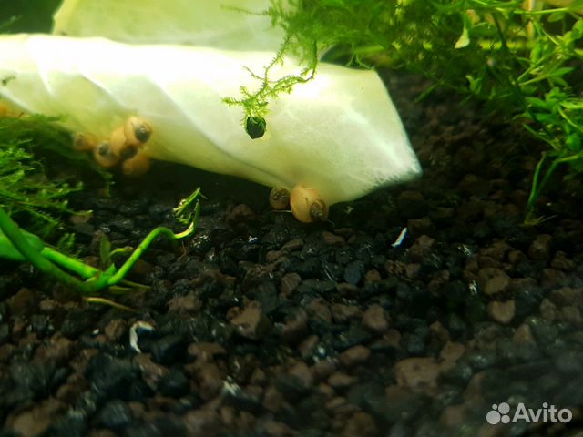 Желтые ампулярии