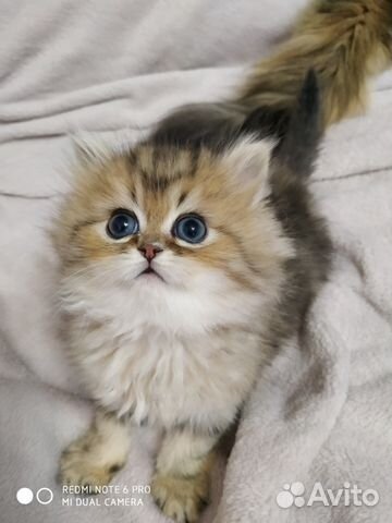 Мальчик персидская золотая шиншилла