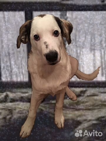 В добрые руки