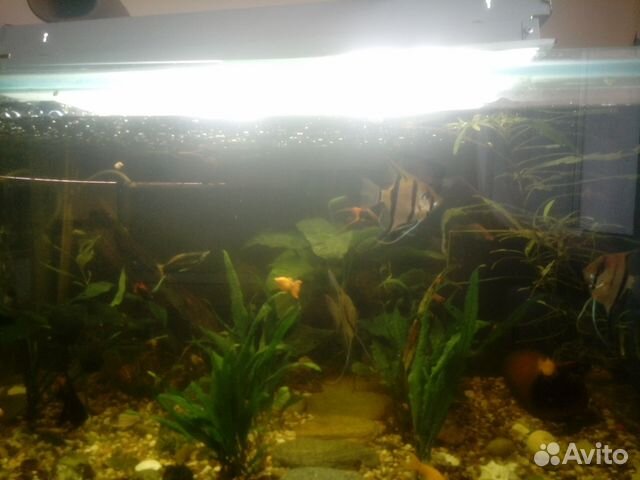 Меченосцы,скалярии