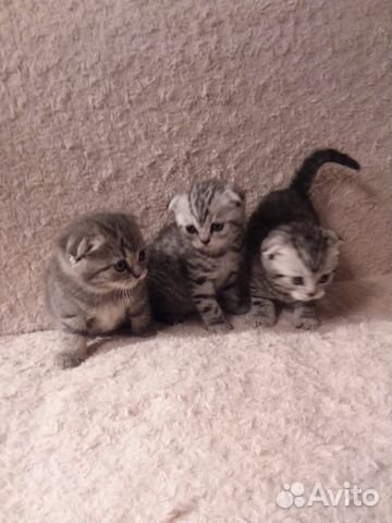 Шотландские вислоухие котята