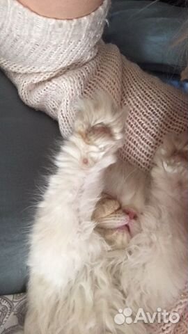 Котенок Персидский, мальчик 4 месяца