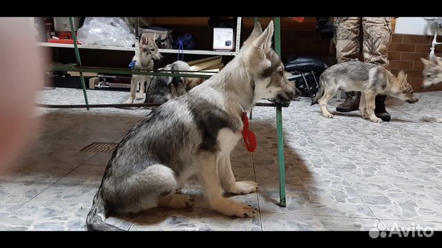 Чехословацкий влчак