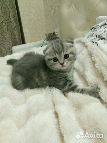 Шотландские котята