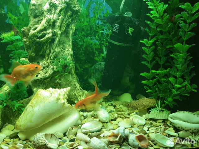 Золотая рыбка