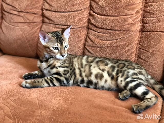 Бенгальская девочка (7 мес.)