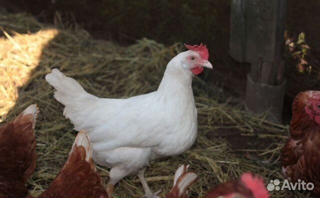 Продам Кур