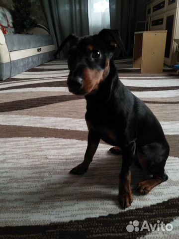 Цвергпинчер