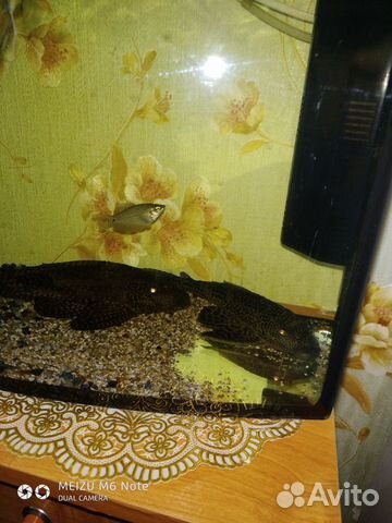 Парчевые сомы 25см