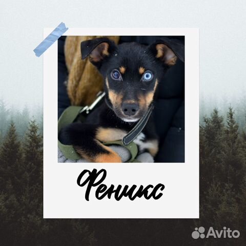 Гетерохром щеночек метис хаски