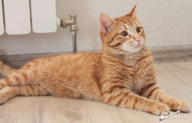 Рыжий котик в добрые руки