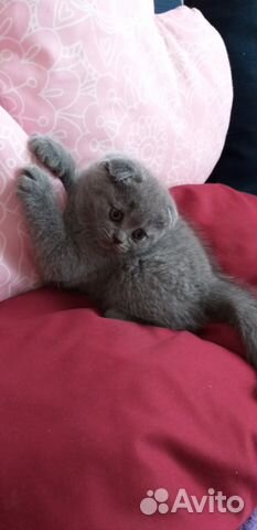 Плюшевые шотландцы тут