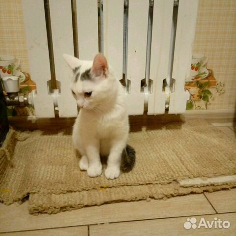 Чудесный пятимесячный котенок в добрые руки