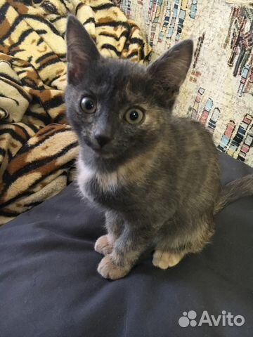 Отдам котейку