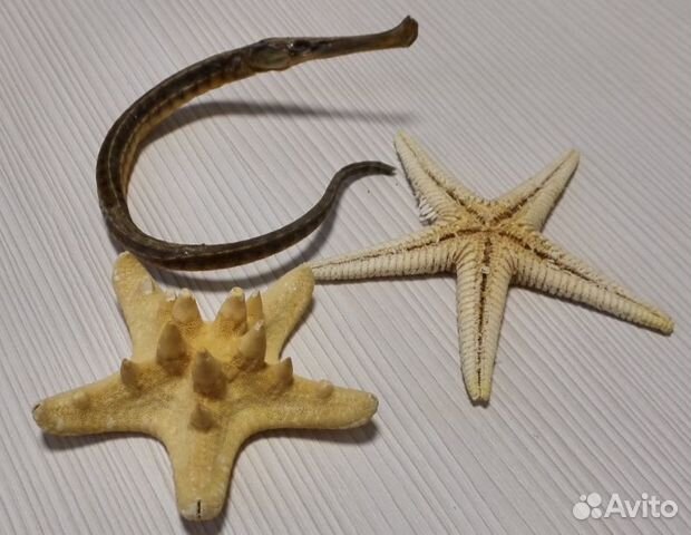 Морская Звезда Морской Конек 3 шт
