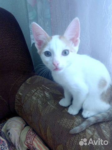 Котик с сфинкскими кровями