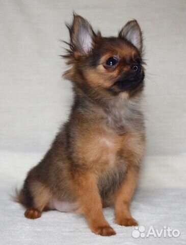 Шпице-той щенок девочка 4 мес