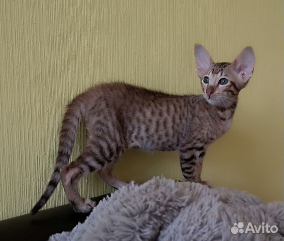 Ориентальный шоколадный пятнистый мальчик