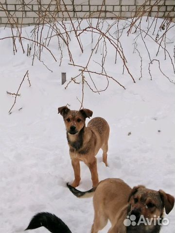 Кобель 3 месяца