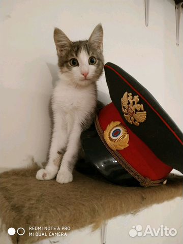 Котёнок