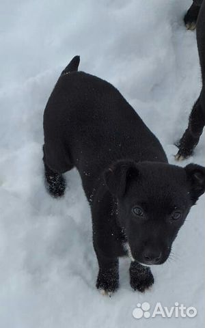 Щенок кобель 4 месяца