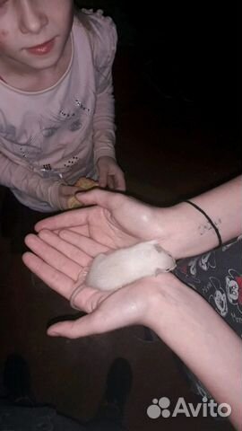 Сиамская крыса