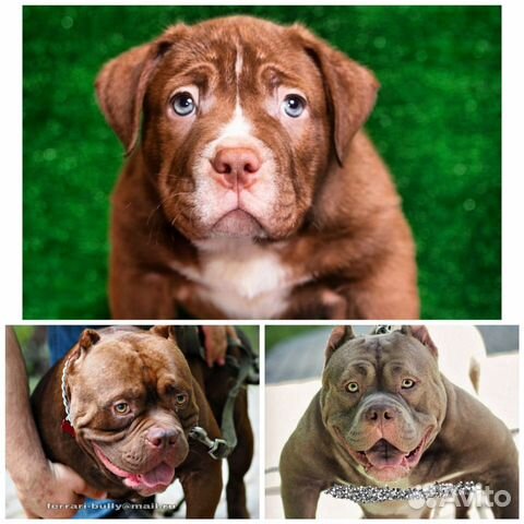 Малыш от Феррари булли