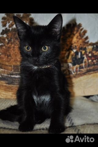 Пантерка комнатная