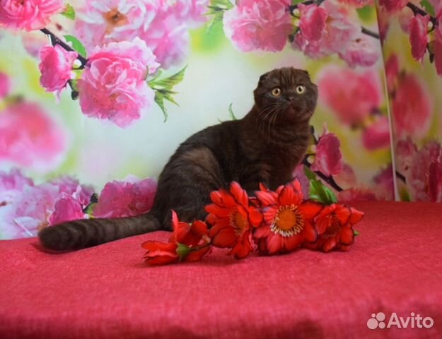 Шикарнейший шоколадный красавец