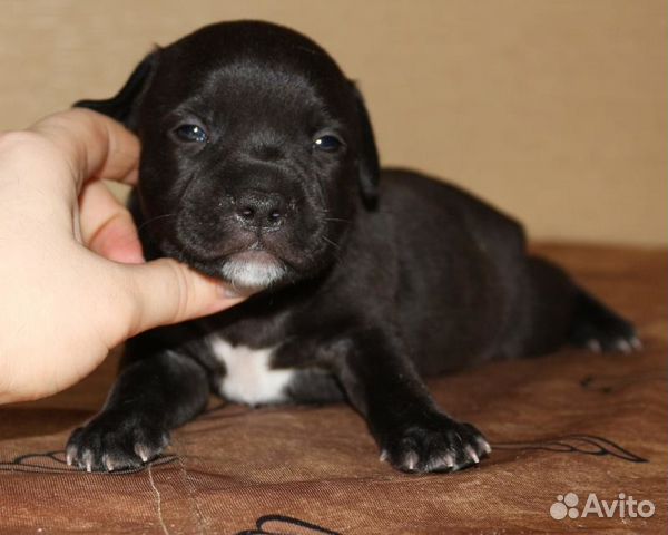 Щенок стафбуля