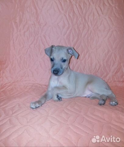 Щенок левретки, мальчик