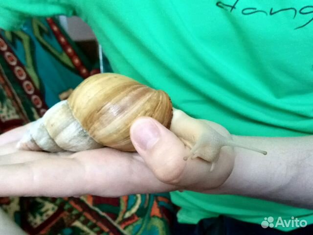 Улитка Ахатина детишки
