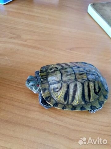 Черепаха