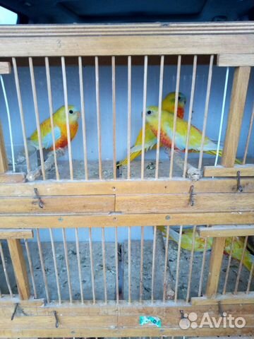 Продаю попугаев,монахи,неразлучники,барабандов