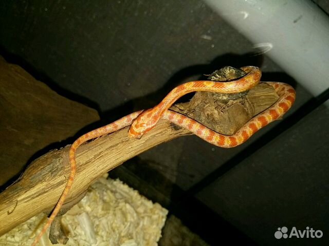 Маисовый полоз