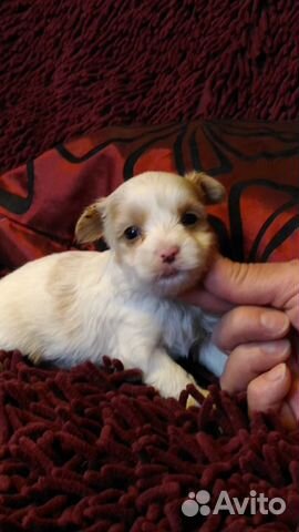 Пломбир ваниль