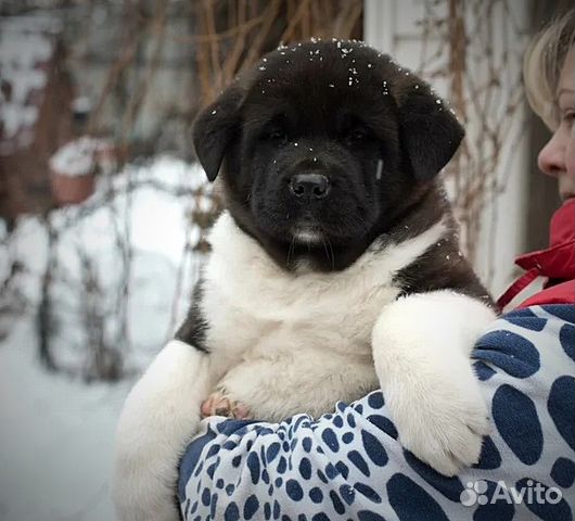 Американец