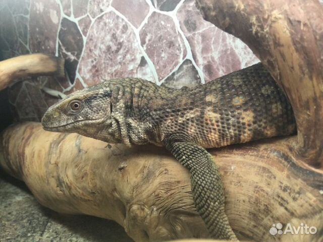 Капский варан