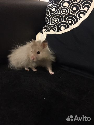 Сирийский хомяк Хомка
