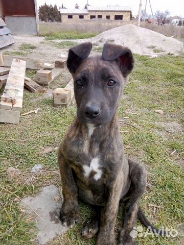 Продам щенка стаффа