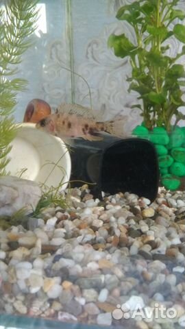 Катанго,аулонакары,наннакары,обмен