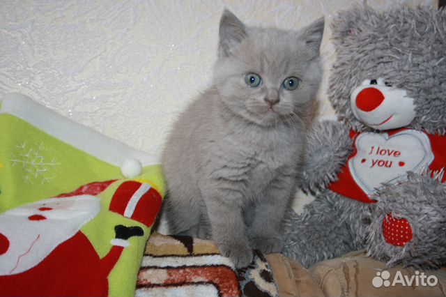 Шотландские вислоухие кошечки